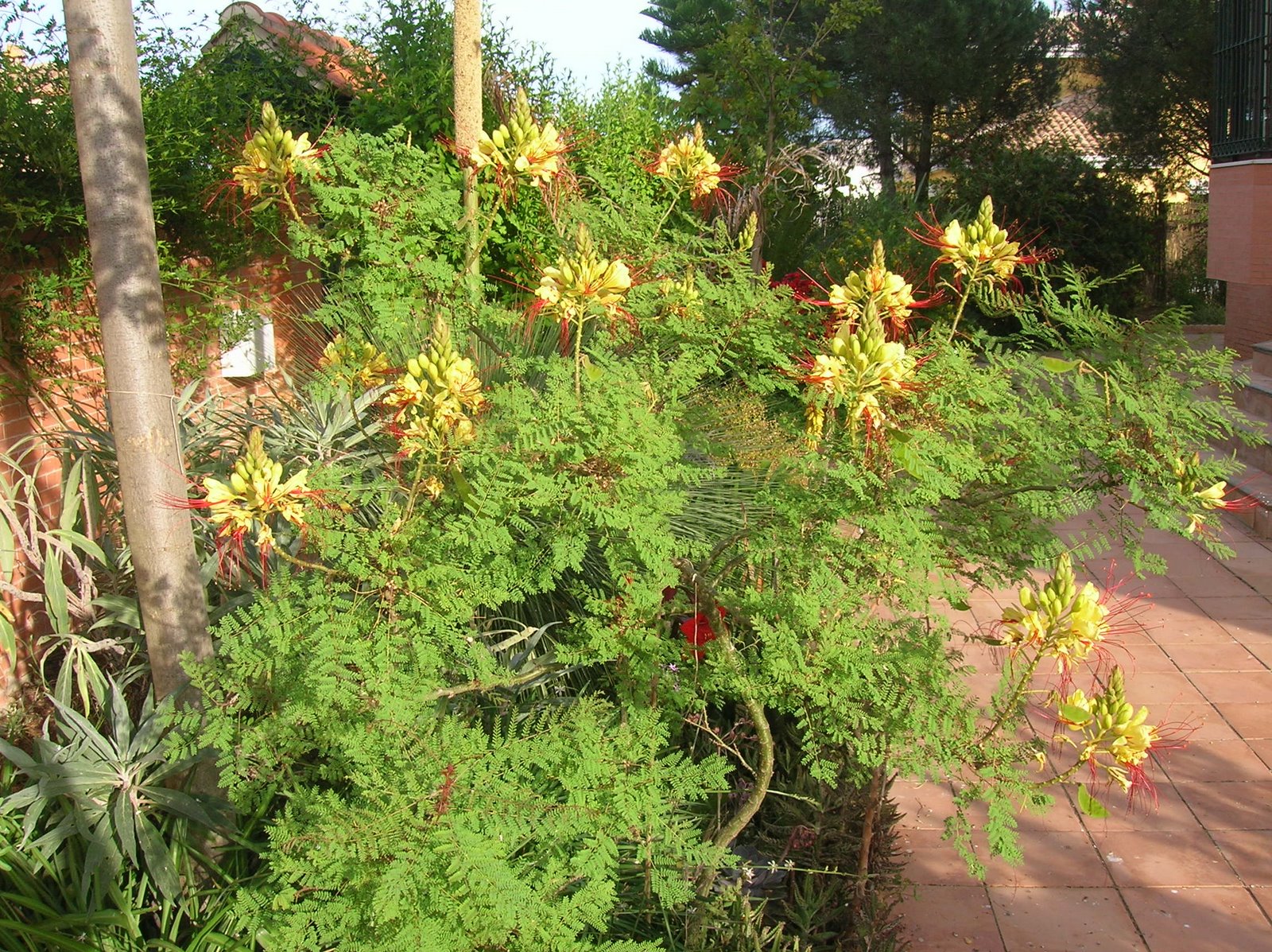 Recregarden: CAESALPINIA GILLIESII